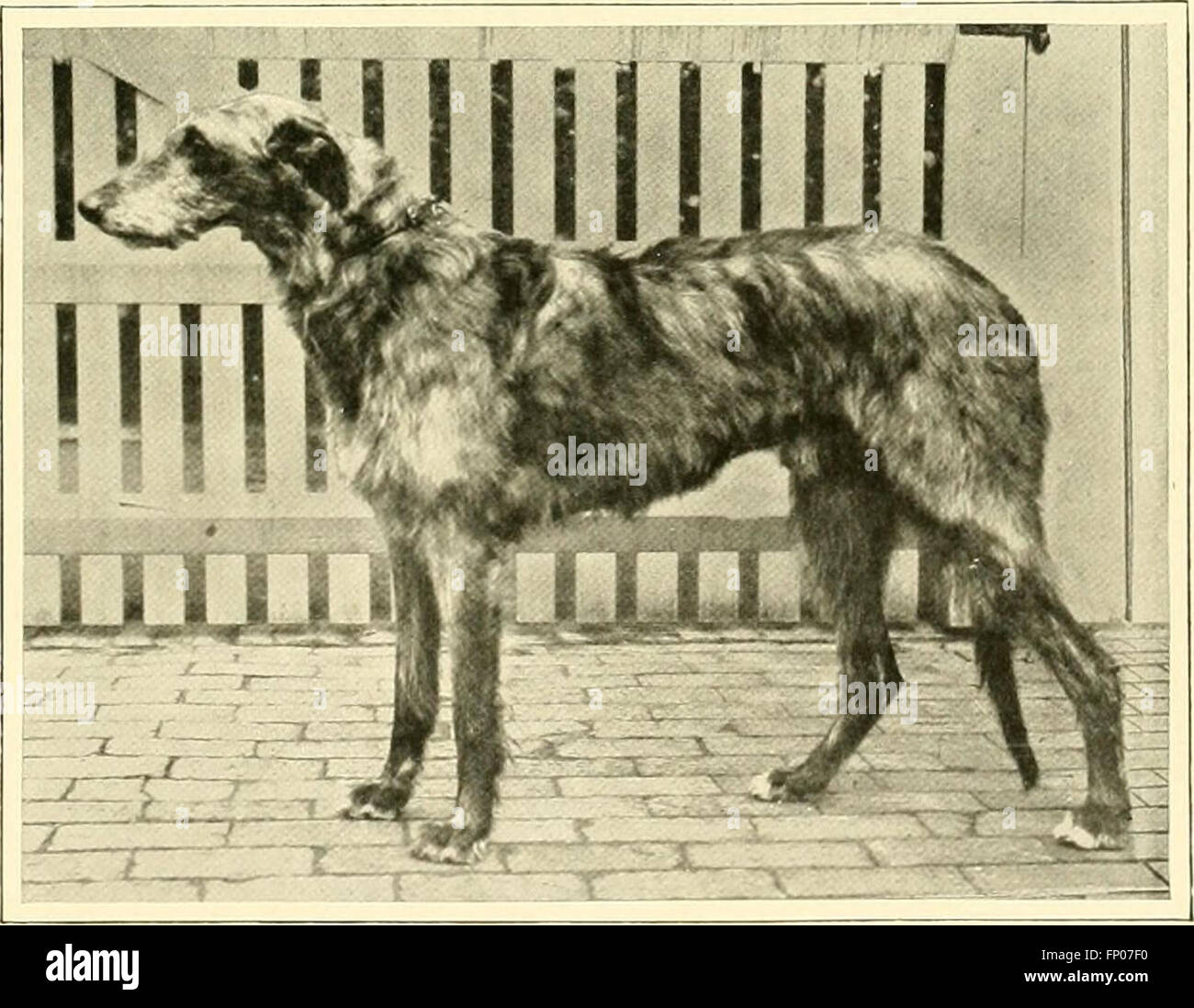 This 1911 work provides a detailed natural history of British dogs and ...