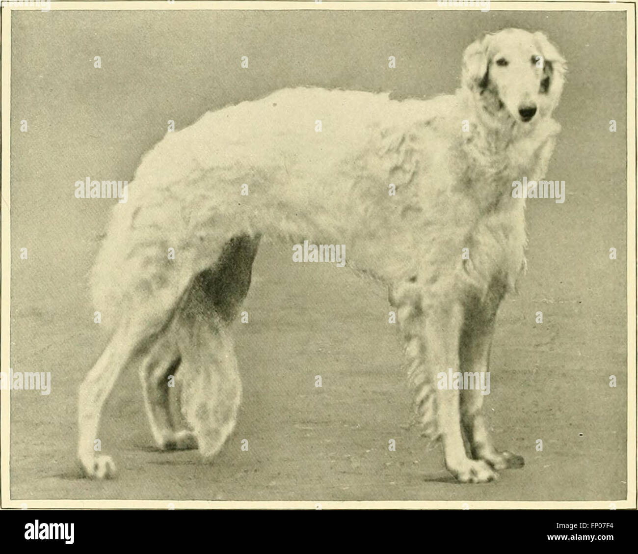 This 1911 work offers a comprehensive natural history of British dogs ...