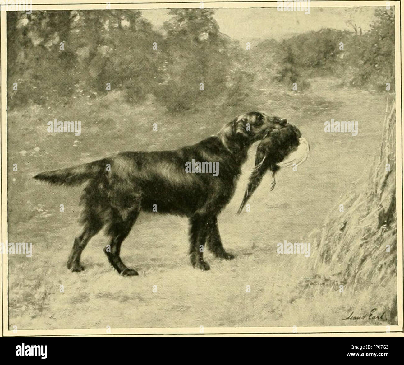 'The New Book of the Dog' (1911) is an extensive guide covering British ...