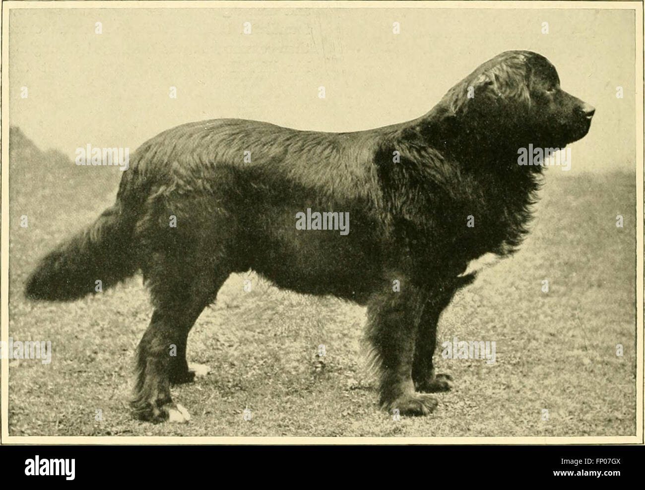 The New Book of the Dog, published in 1911, offers a comprehensive ...