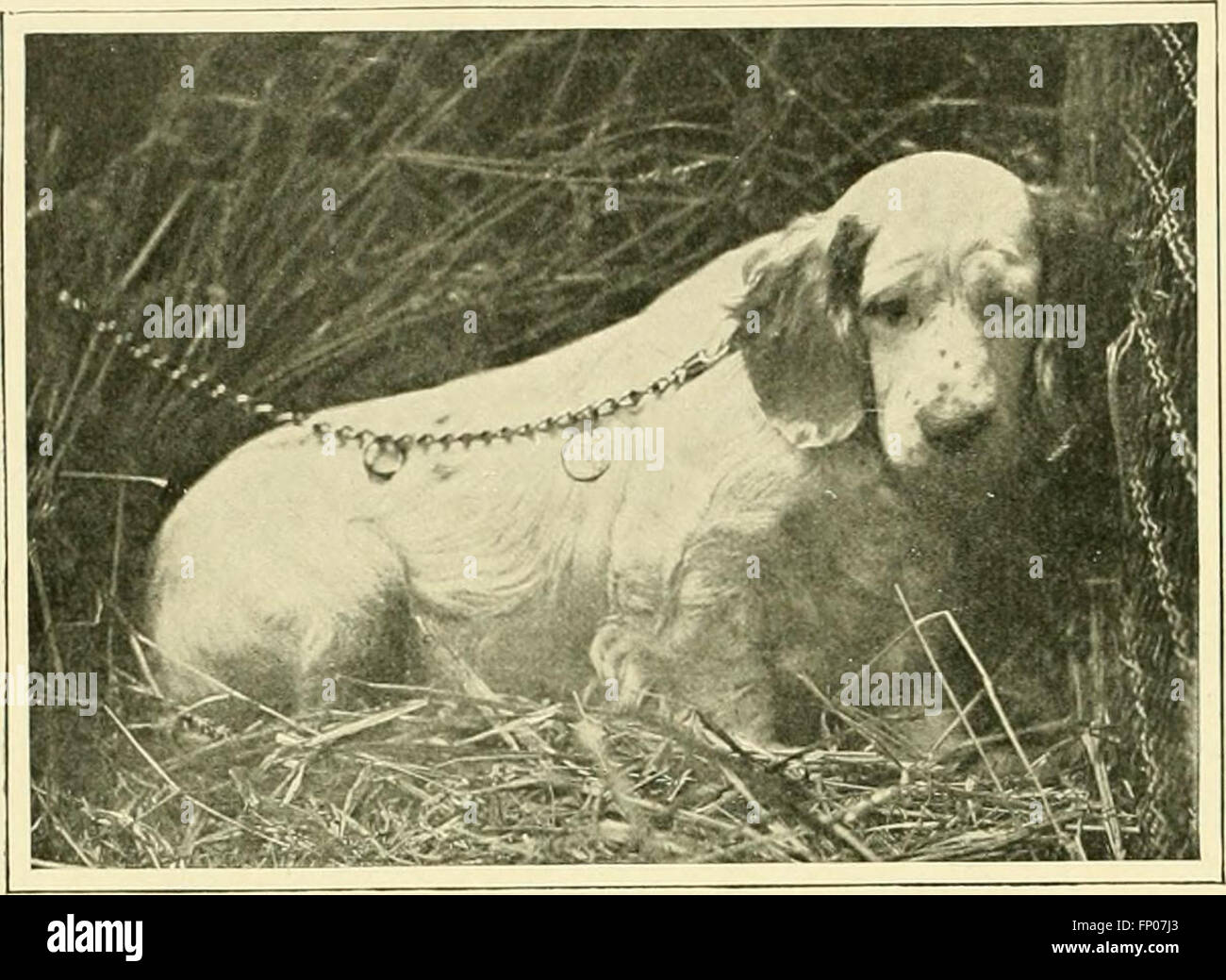 'The New Book of the Dog' (1911) provides a thorough natural history of ...