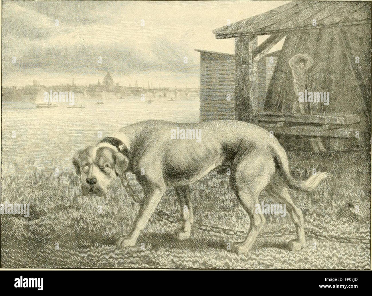 This 1911 book offers a detailed account of British dog breeds and ...