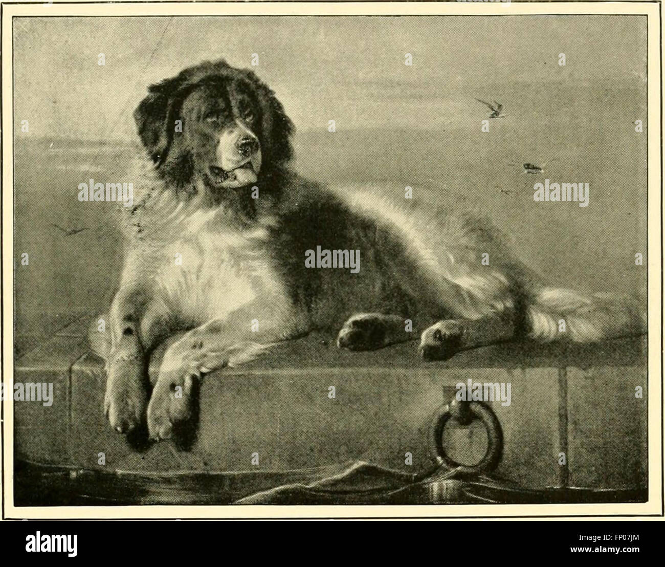 A 1911 comprehensive guide to the natural history of British dogs and ...