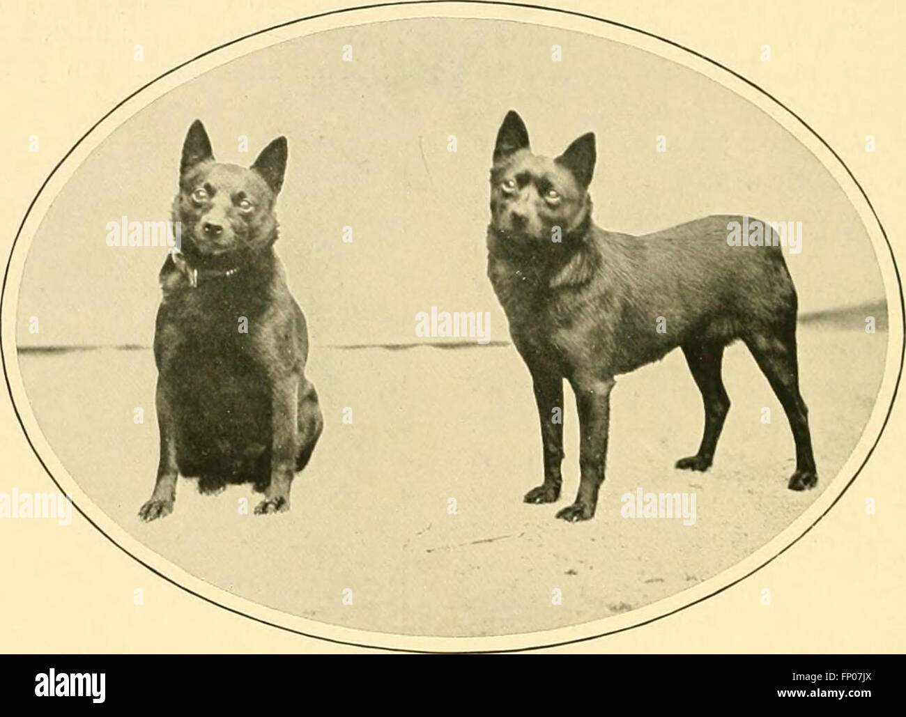 *The New Book of the Dog* (1911) offers a thorough natural history of ...