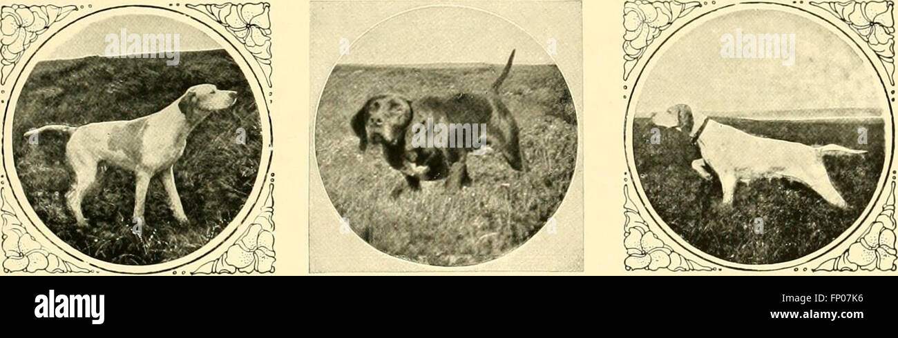 The New Book of the Dog (1911) provides an in-depth exploration of ...