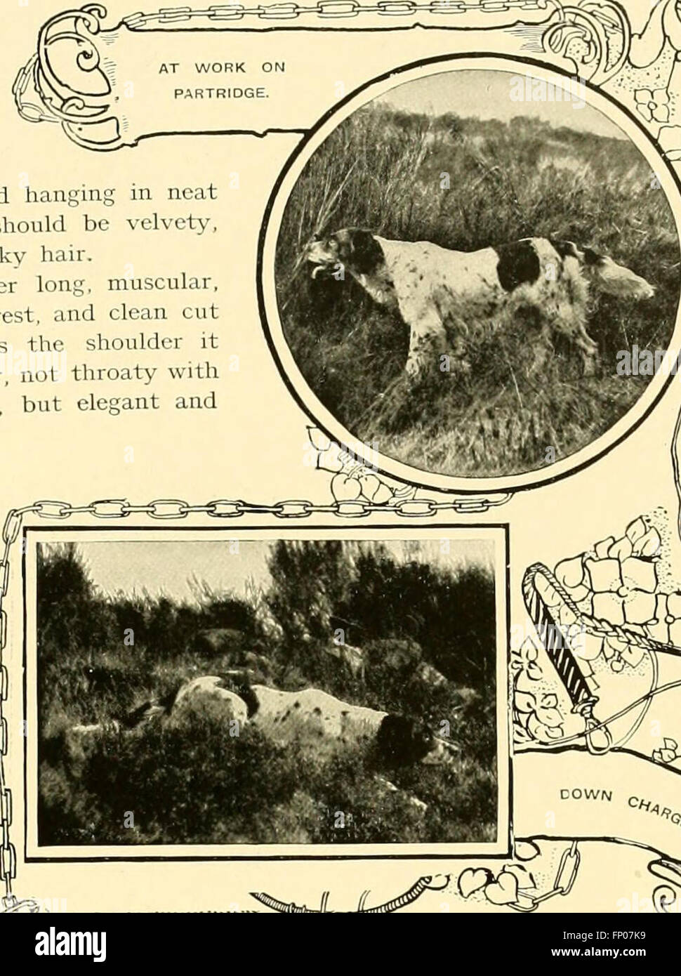 This 1911 book offers a detailed natural history of British dog breeds ...