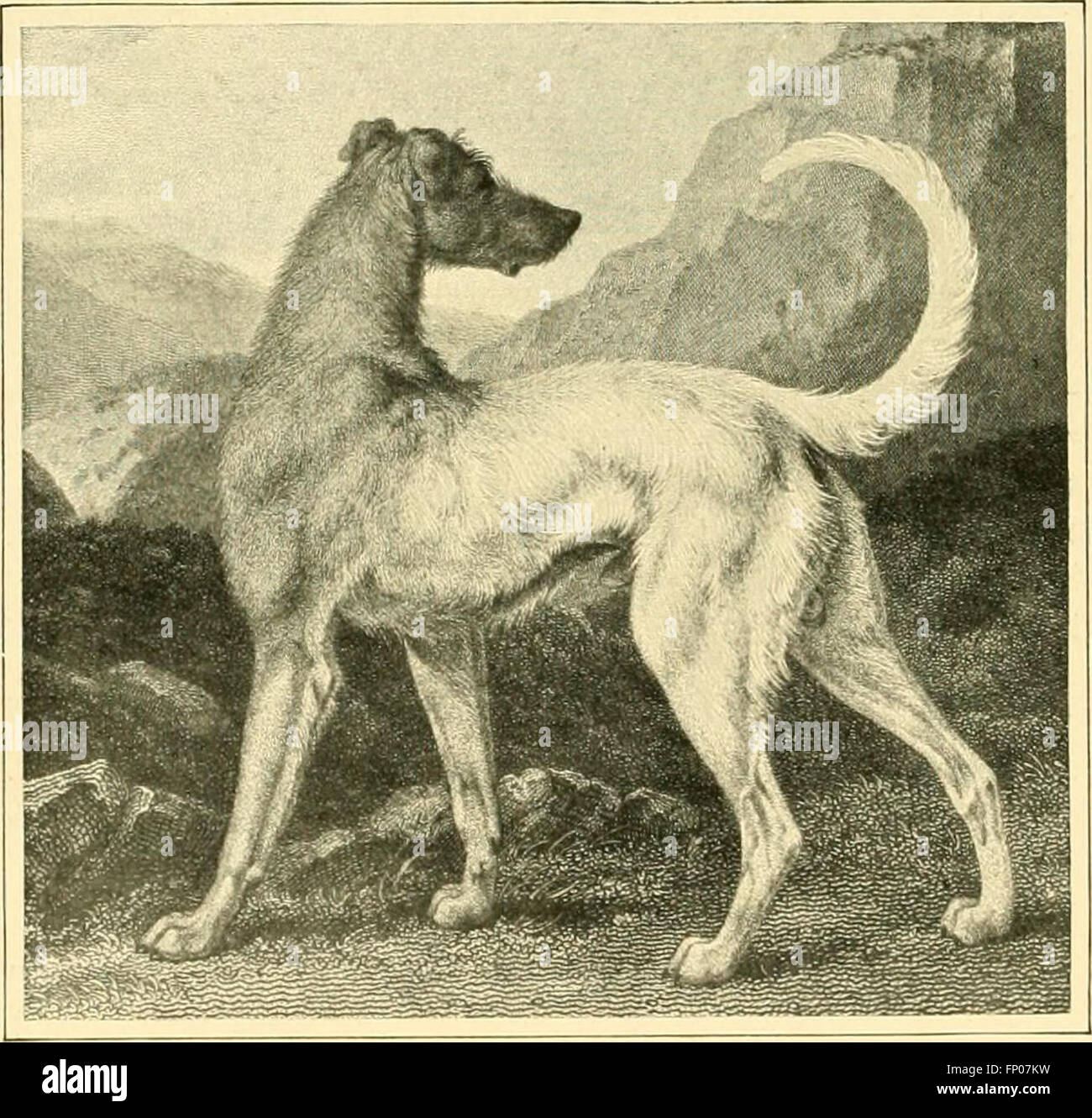 This 1911 work provides a comprehensive history of British dog breeds ...