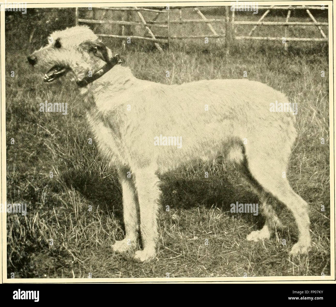 This 1911 book offers a thorough natural history of British dog breeds ...