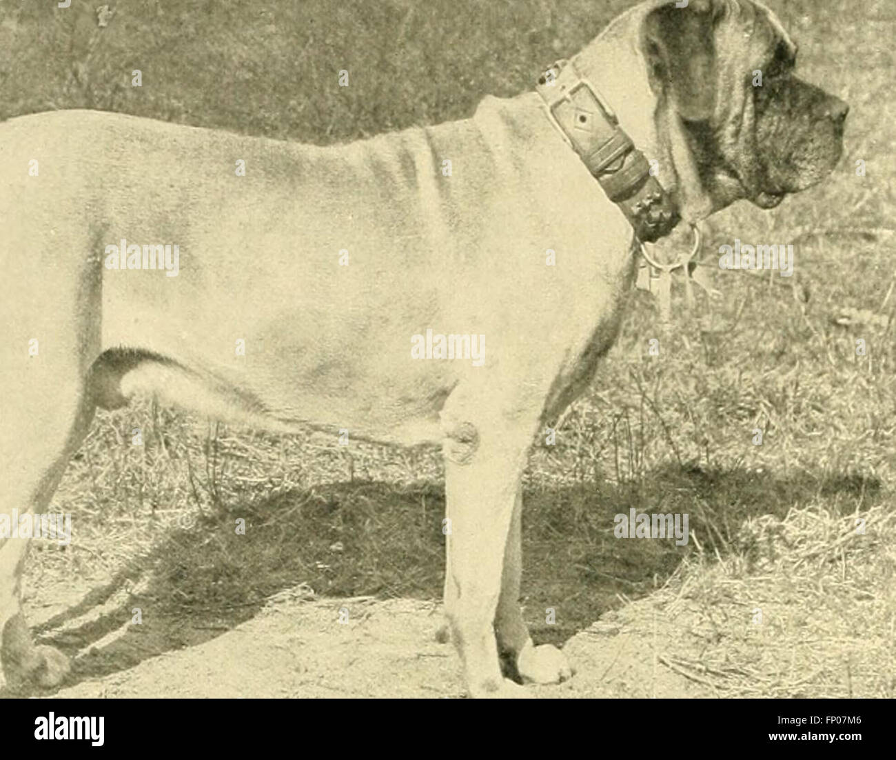 'The New Book of the Dog' (1911) provides an in-depth look at British ...