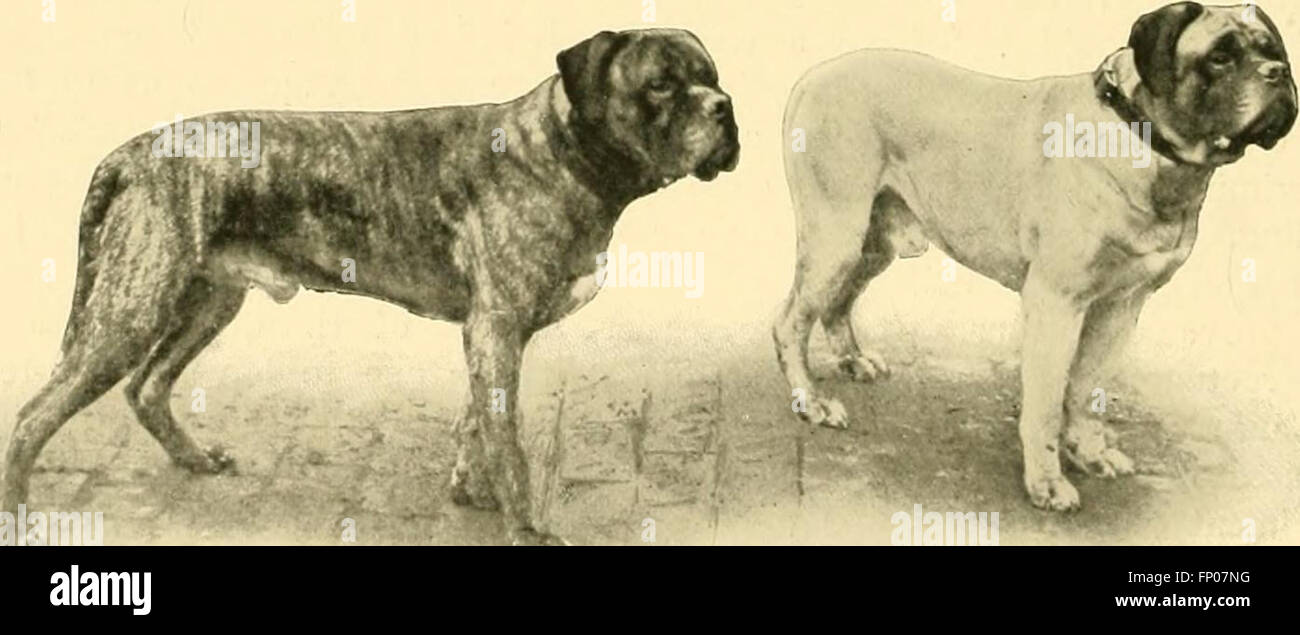 The new book of the dog - a comprehensive natural history of British ...