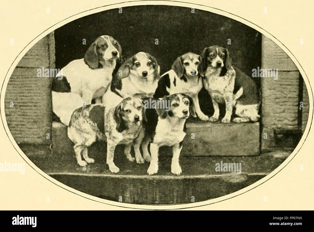 This 1911 book offers a comprehensive natural history of British dogs ...