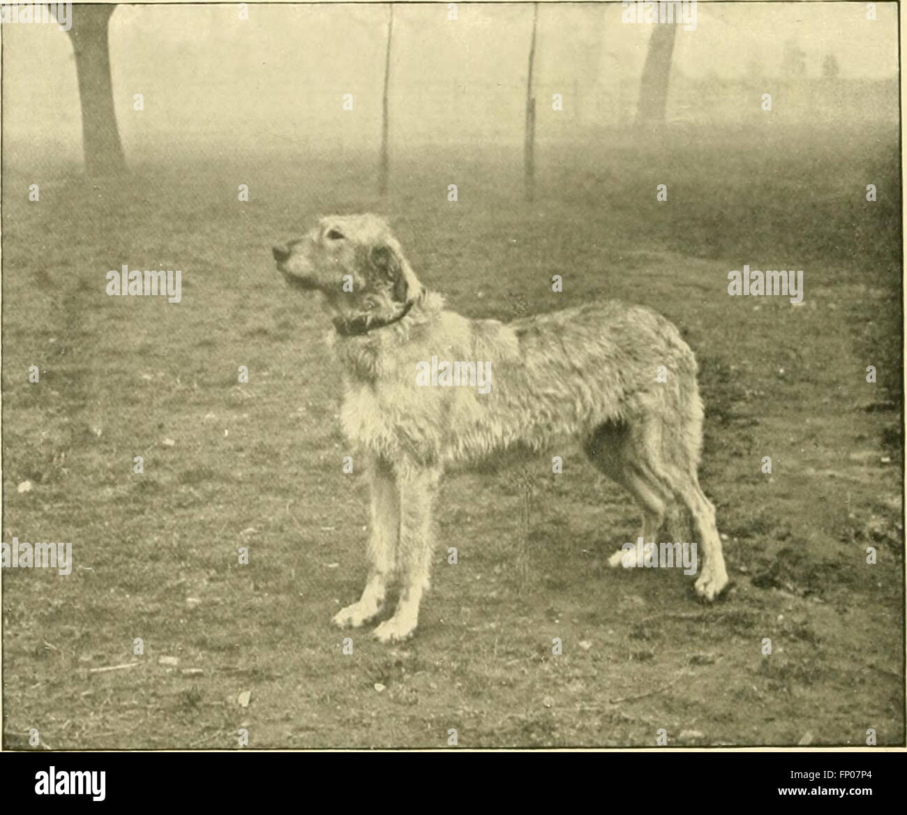This 1911 book provides a comprehensive guide to British dog breeds and ...