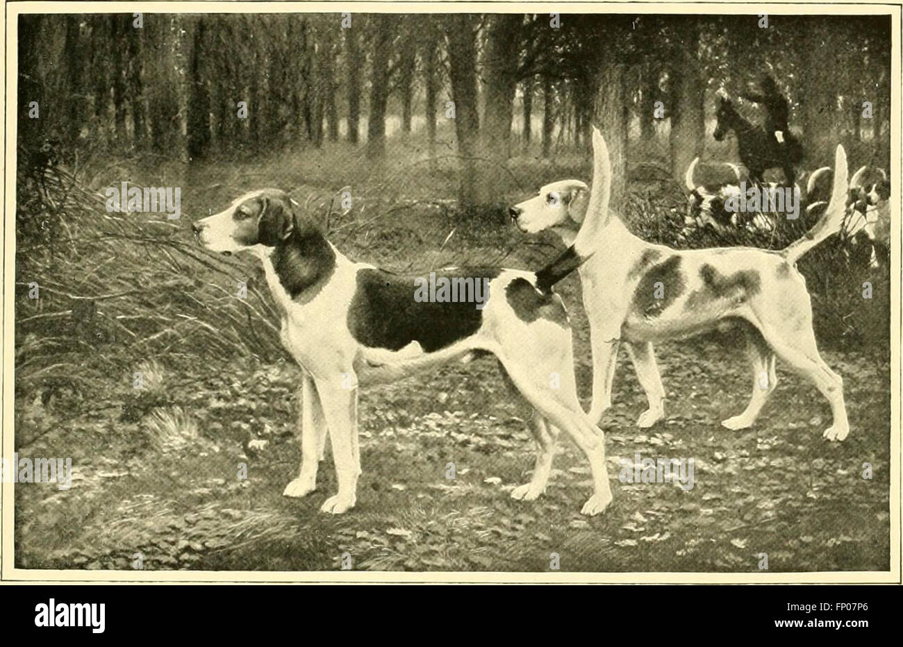 This 1911 edition of 'The New Book of the Dog' offers a detailed ...