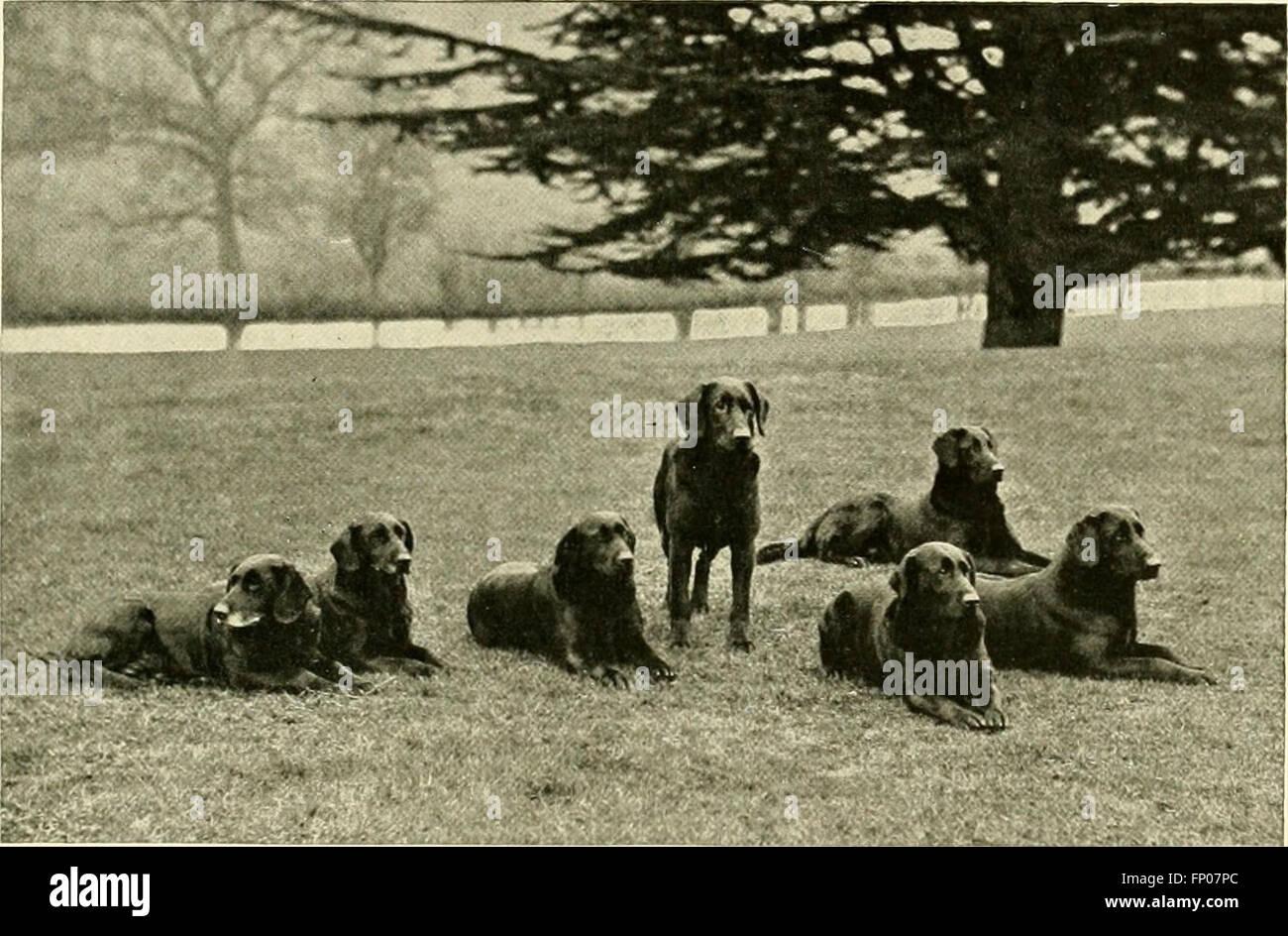 The new book of the dog - a comprehensive natural history of British ...