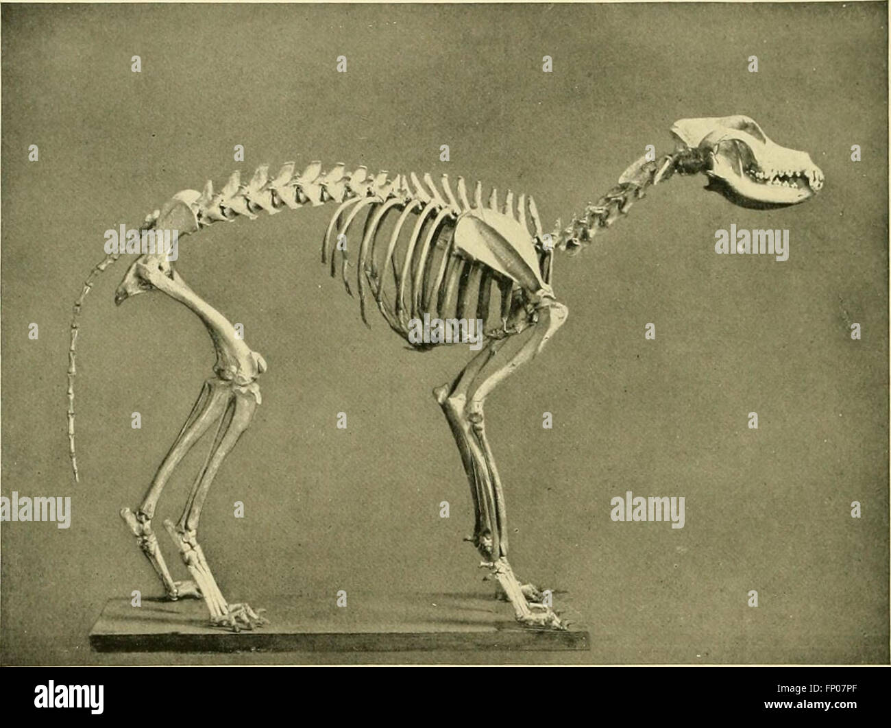 This 1911 book provides a comprehensive natural history of British dogs ...