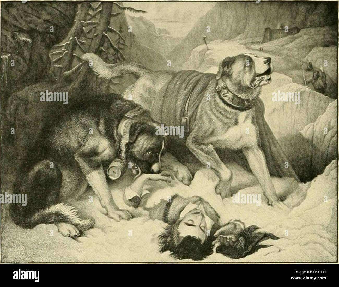 The 1911 book provides an in-depth natural history of British dogs and ...