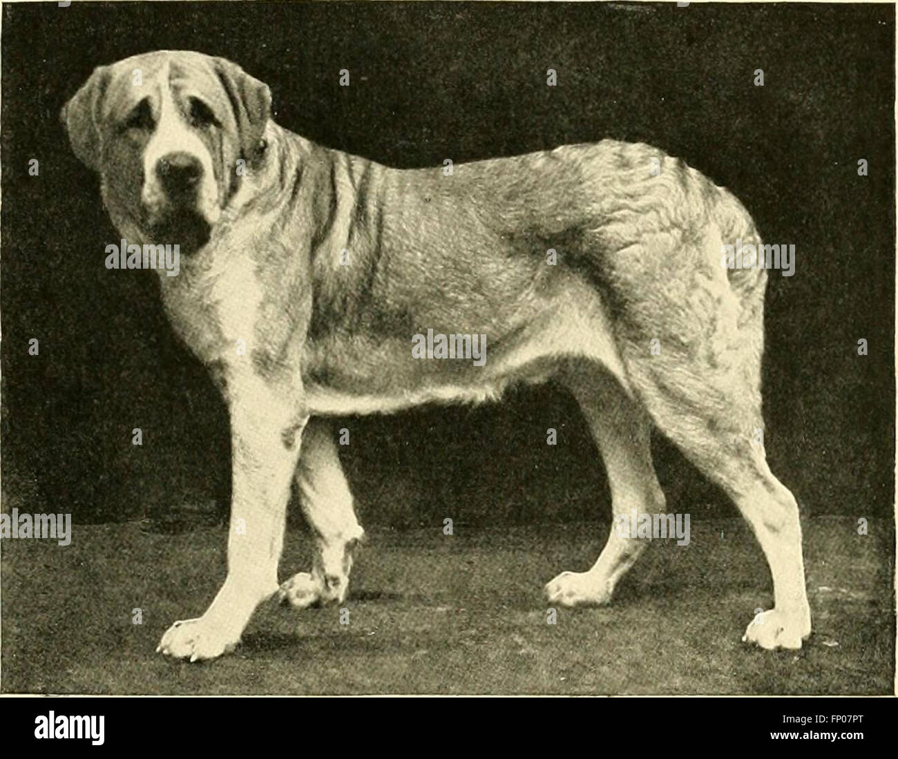 This 1911 edition of 'The New Book of the Dog' provides an in-depth ...