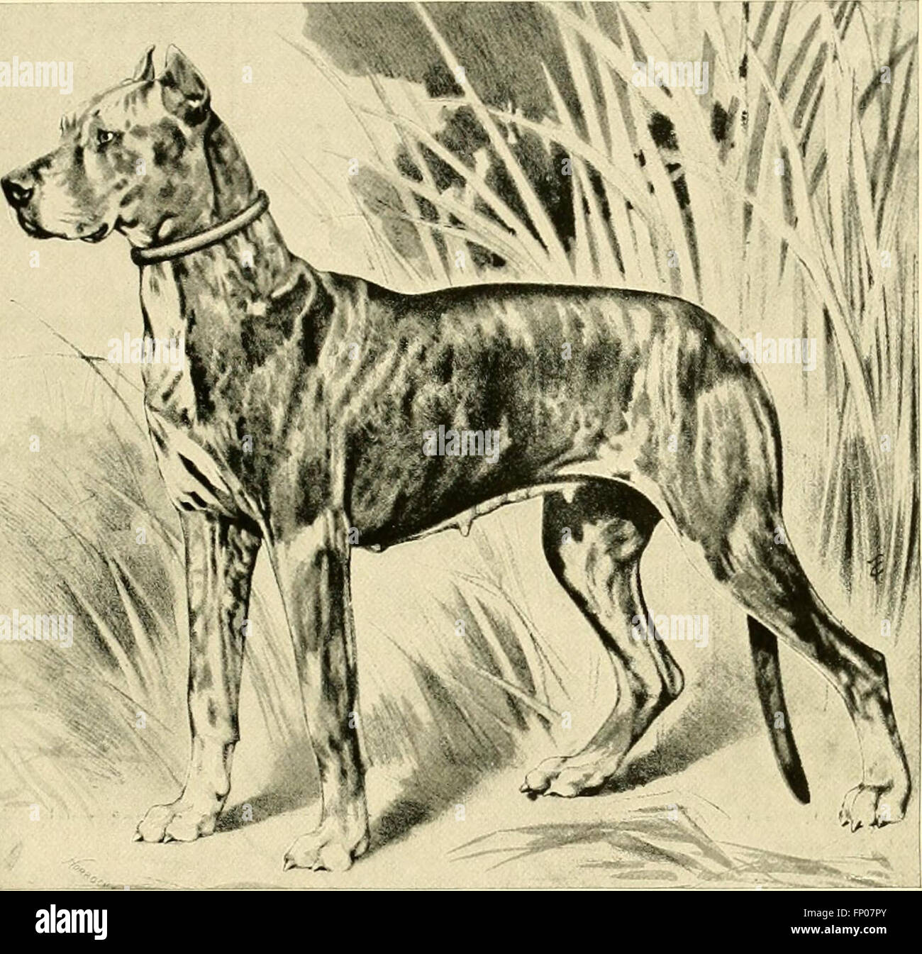 This comprehensive book covers the natural history of British dogs and ...