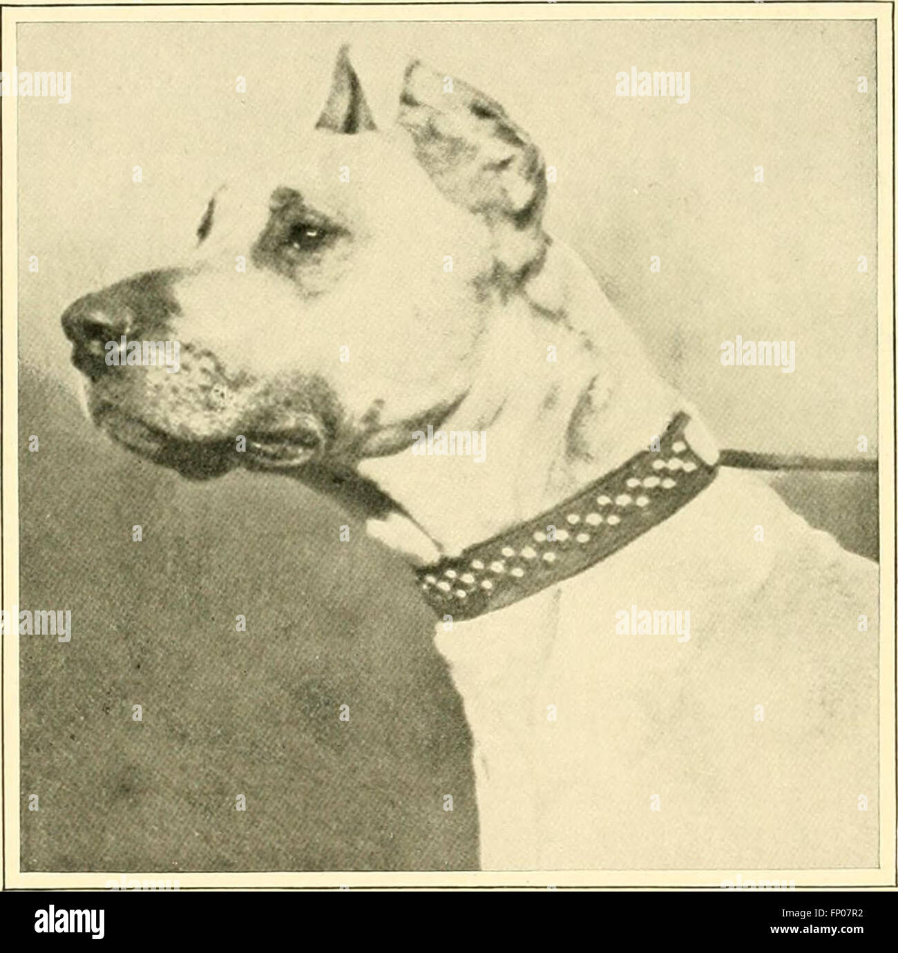The new book of the dog - a comprehensive natural history of British ...