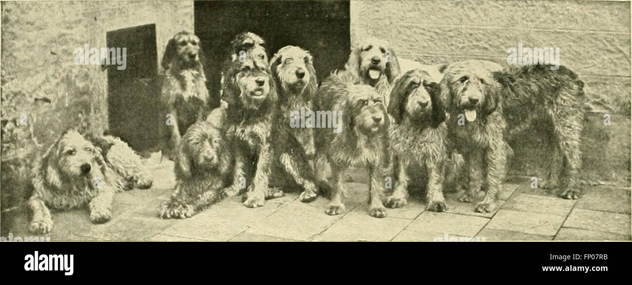 *The New Book of the Dog* (1911) offers a detailed account of British ...