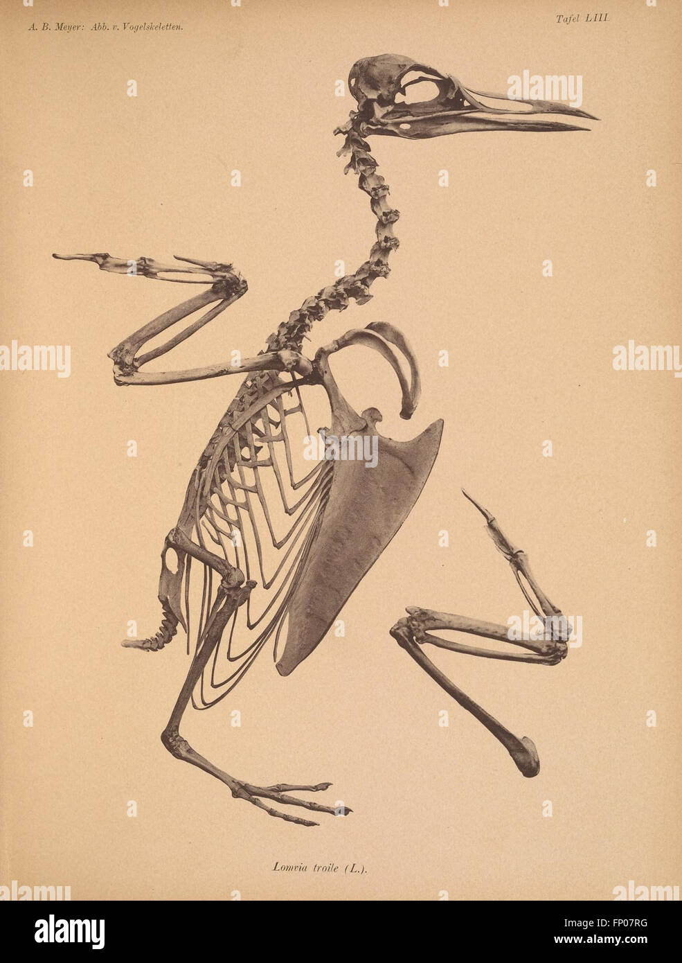This work presents illustrations of bird skeletons, offering a detailed ...