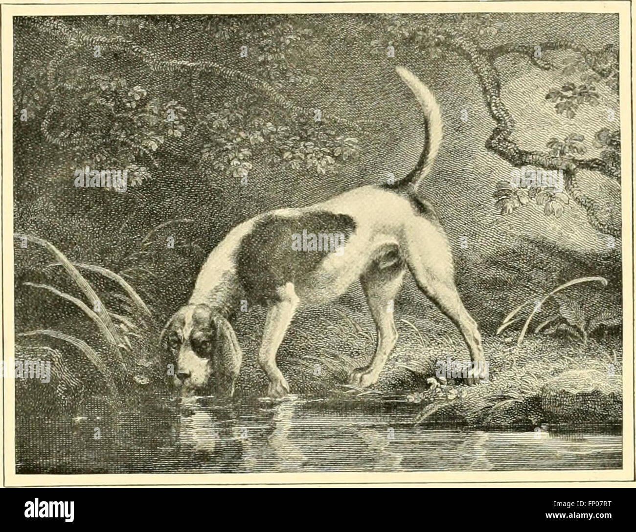 Published in 1911, 'The New Book of the Dog' offers a detailed natural ...