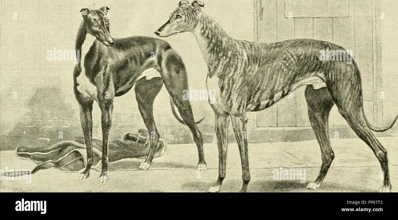 The new book of the dog - a comprehensive natural history of British ...