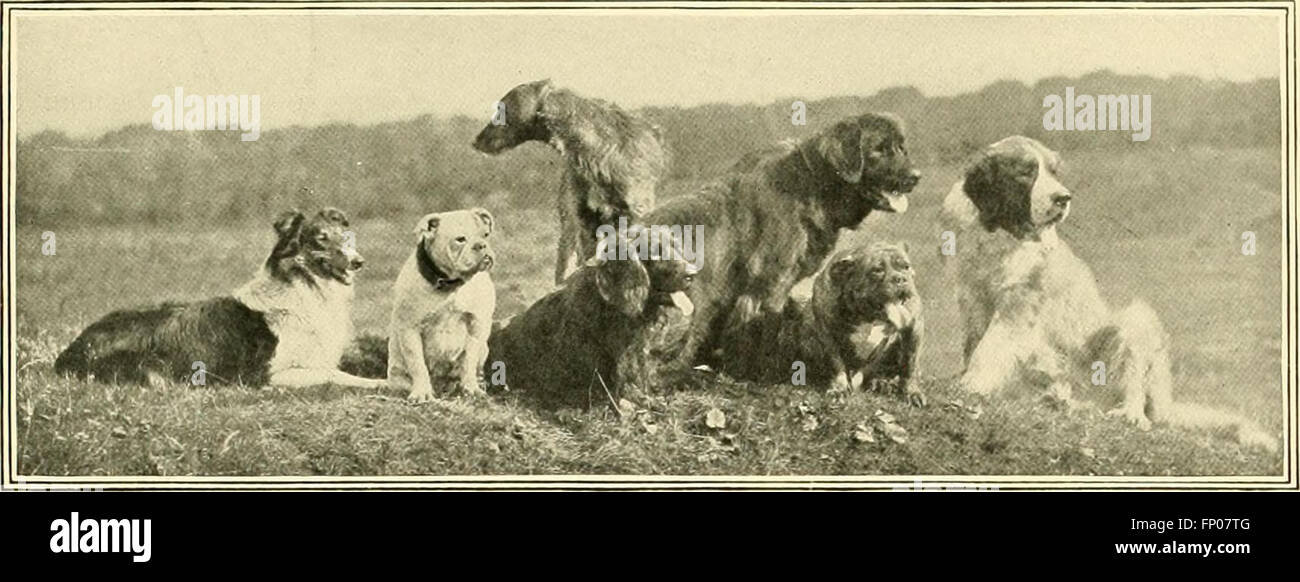 This 1911 book provides an in-depth study of British dog breeds and ...