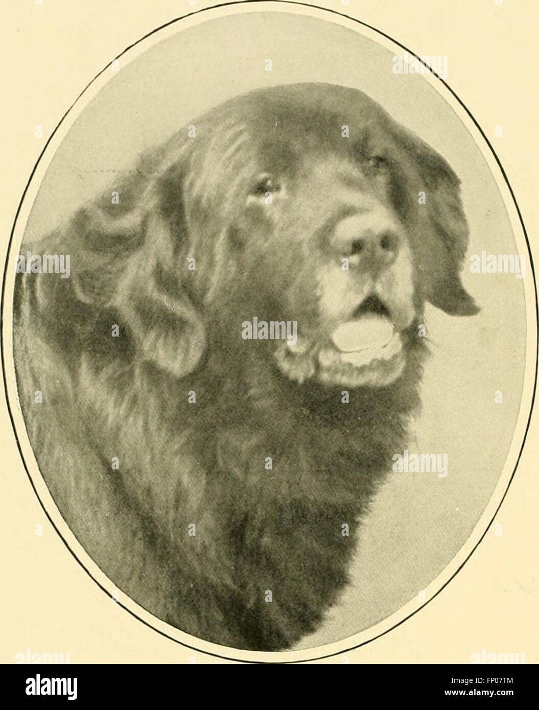 The New Book of the Dog, published in 1911, provides an in-depth ...