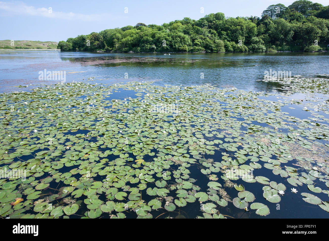 Bosherston Water Lily Ponds, Stackpole Estate, Pembrokeshire,Wales,U.K ...