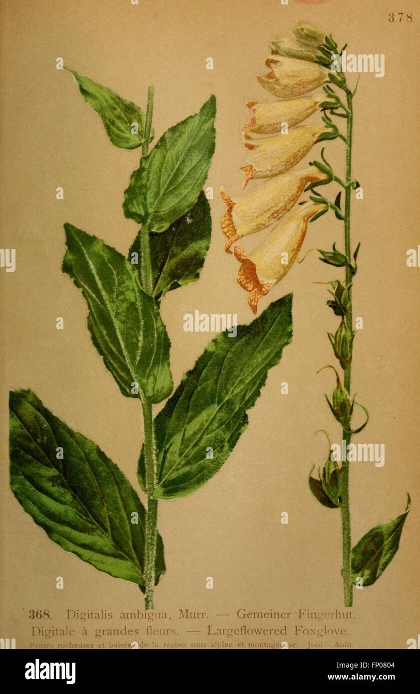 'Atlas de la Flora Alpine' Plate 368 features a collection of alpine ...