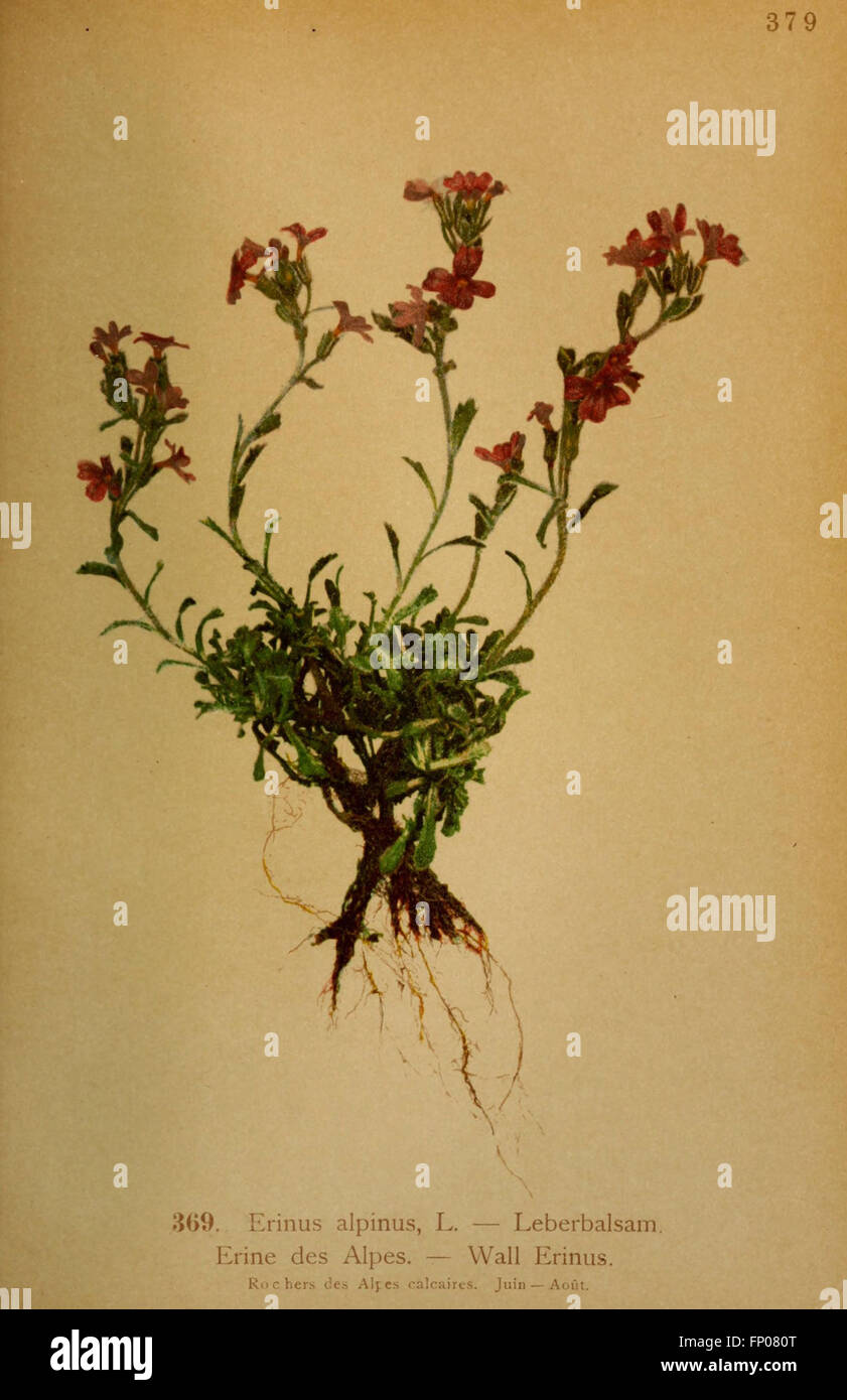 'Atlas de la Flora Alpine' (Pl. 369) showcases detailed botanical ...