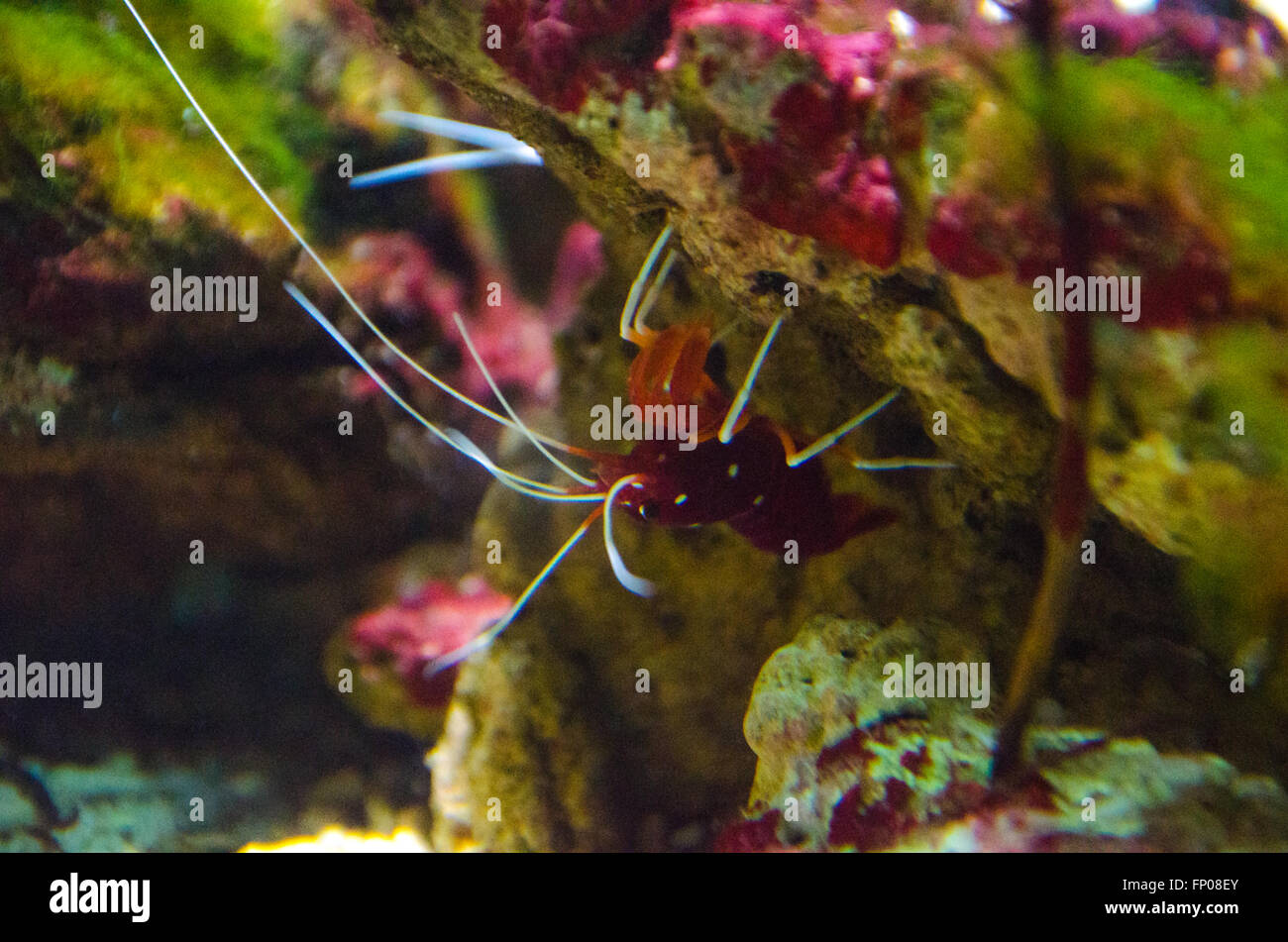 Shrimp under a rock Stock Photo - Alamy