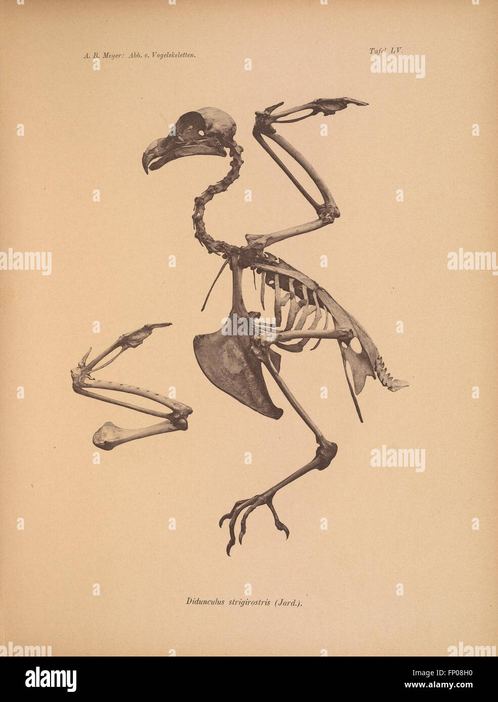 This is a collection of illustrations of bird skeletons, focusing on ...