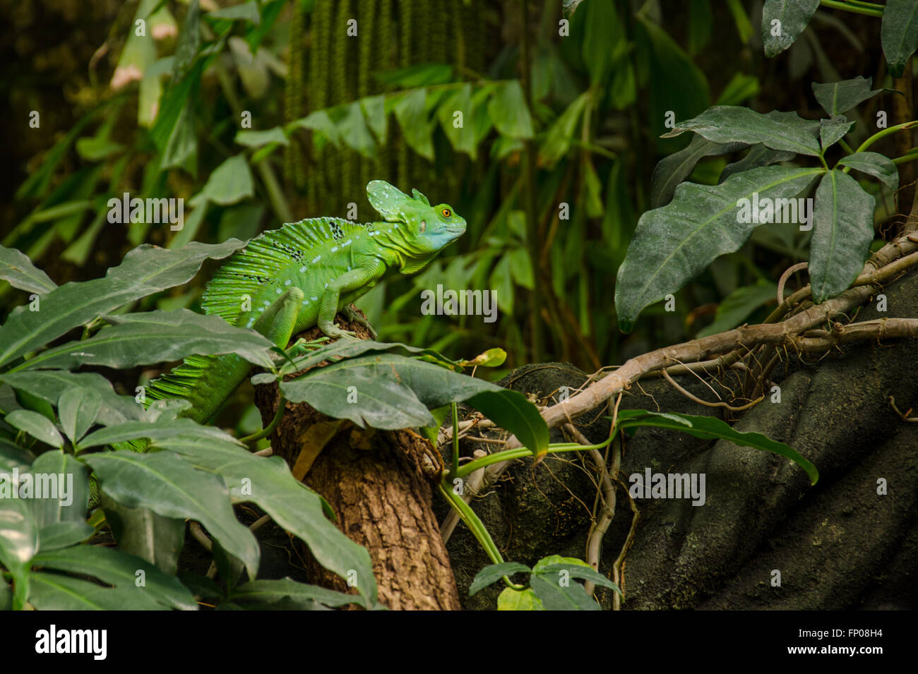 Basilisk on a tree hi-res stock photography and images - Alamy