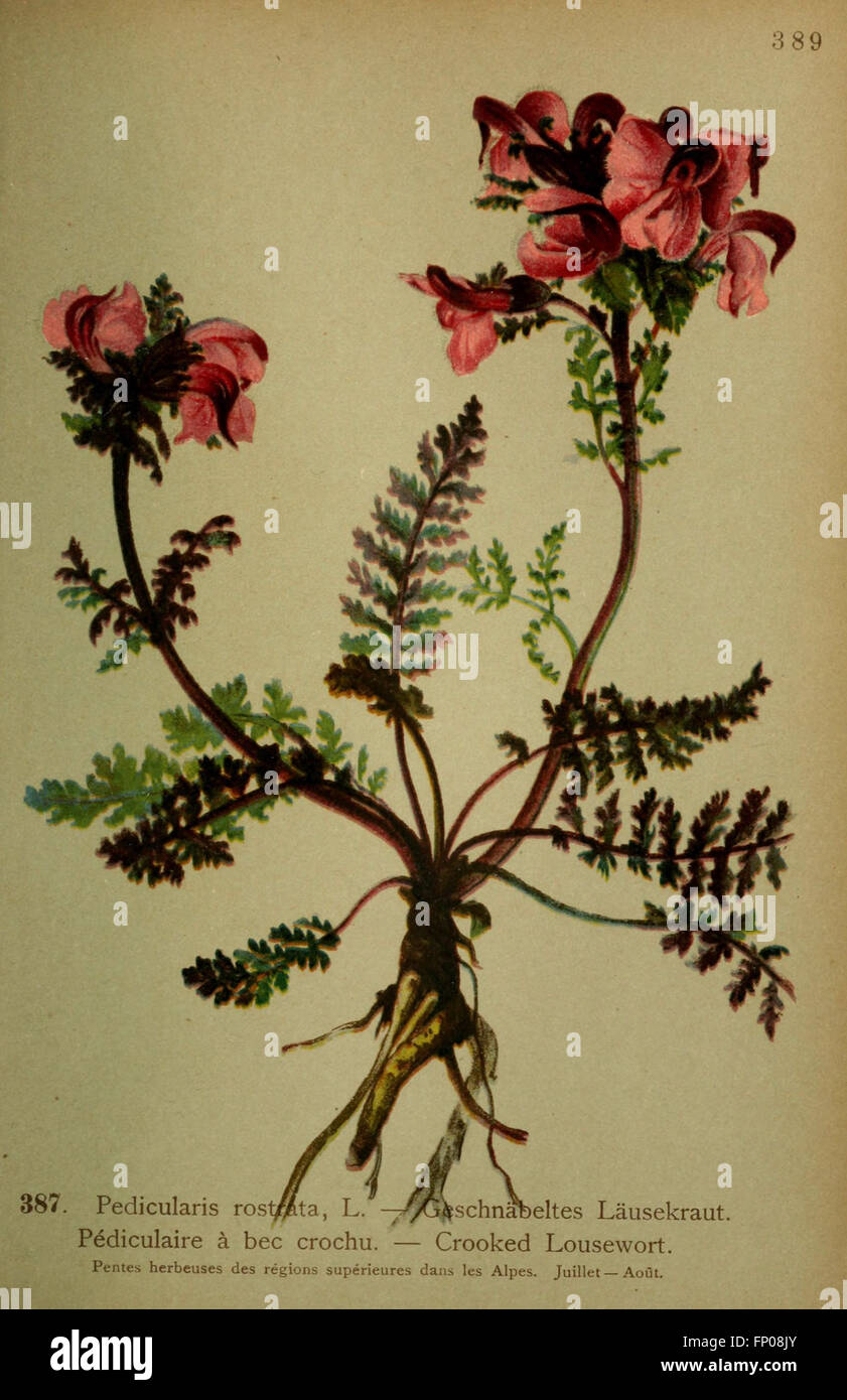 This plate from *Atlas de la Flora Alpine* features detailed ...