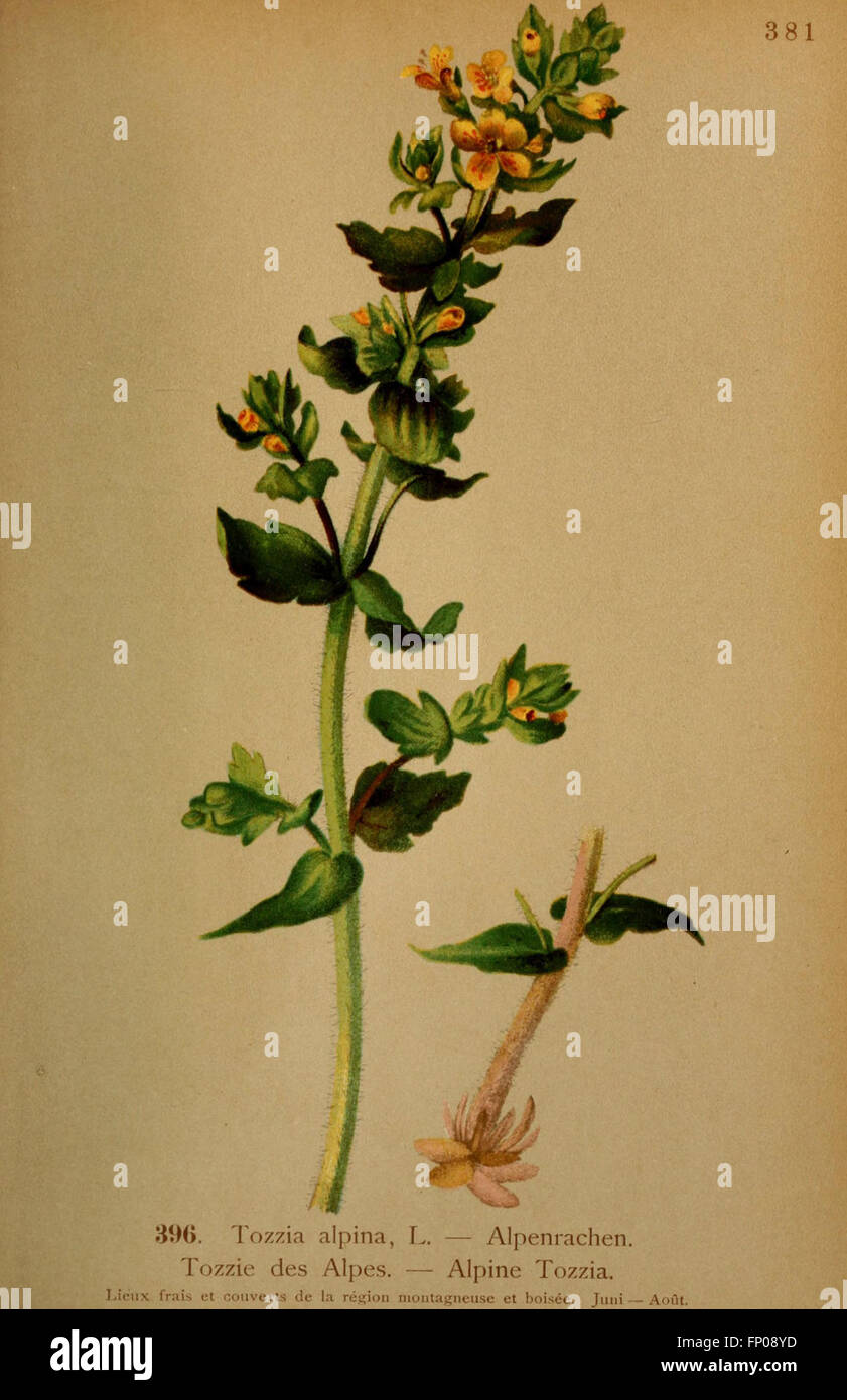 This plate from an alpine flora atlas provides detailed illustrations ...