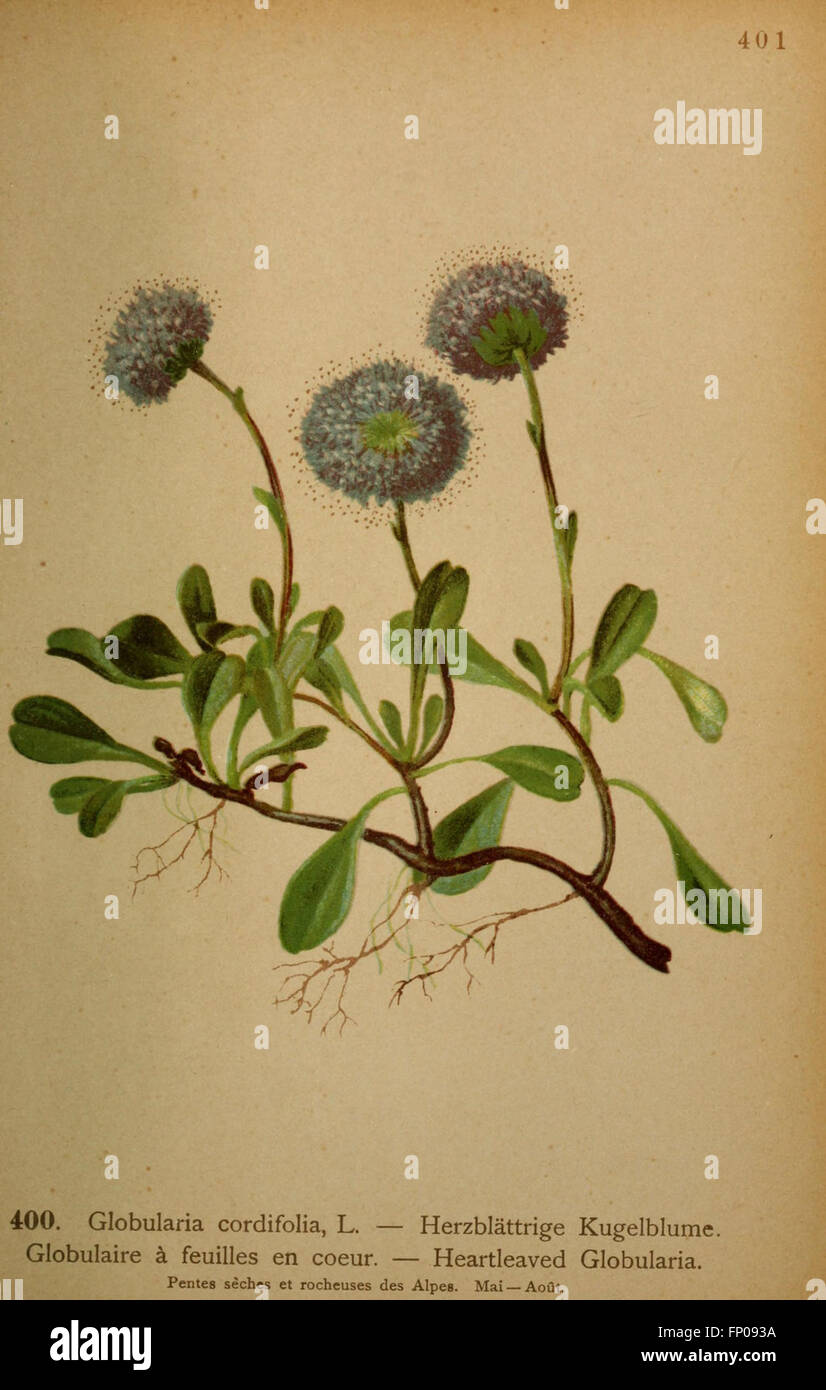 This plate from the 'Atlas de la flora alpine' provides an illustration ...
