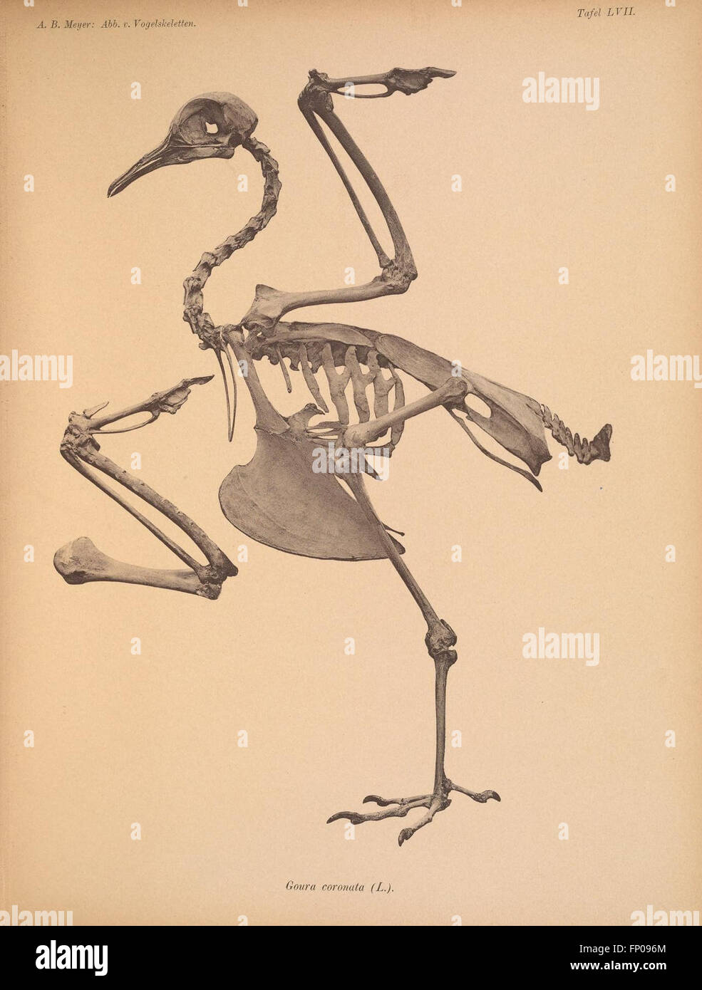 Abbildungen von Vogel-Skeletten (Plate LVII) presents detailed ...