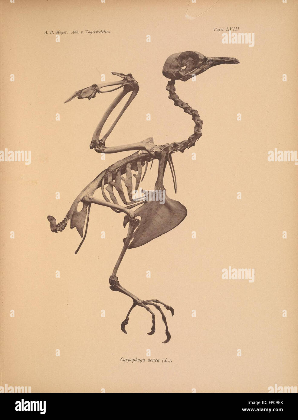 This plate illustrates the skeletons of various bird species, providing ...