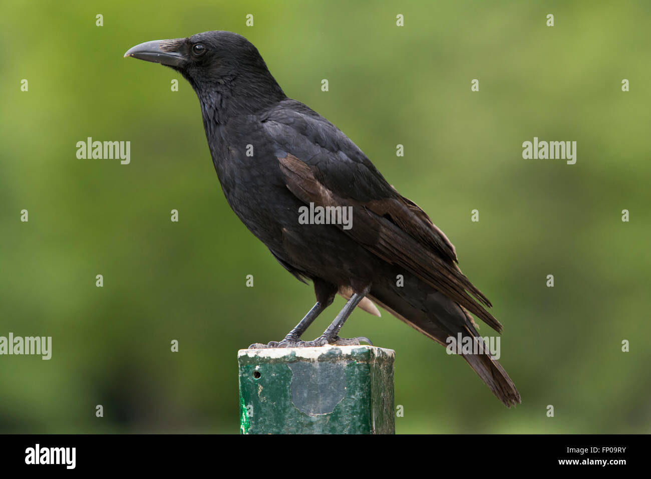 A single Carrion Crow (Corvus corone) perched on fence post, Hampden ...