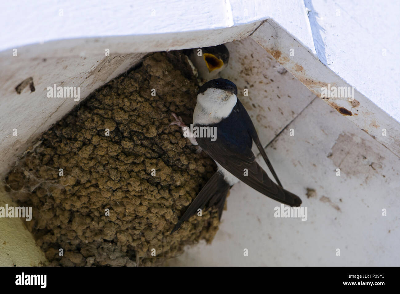 Under the eaves hi-res stock photography and images - Alamy