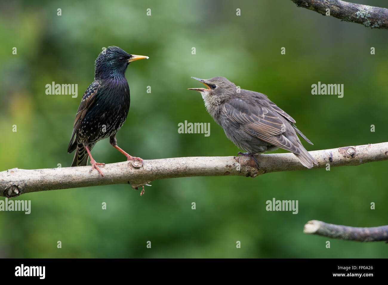 An adult and fledgling Common Starling (Sternus vulgaris) perched on a ...