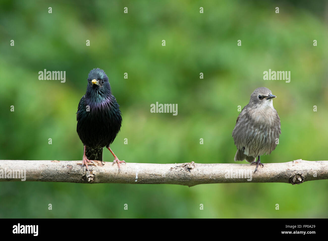 An adult and fledgling Common Starling (Sternus vulgaris) perched on a ...