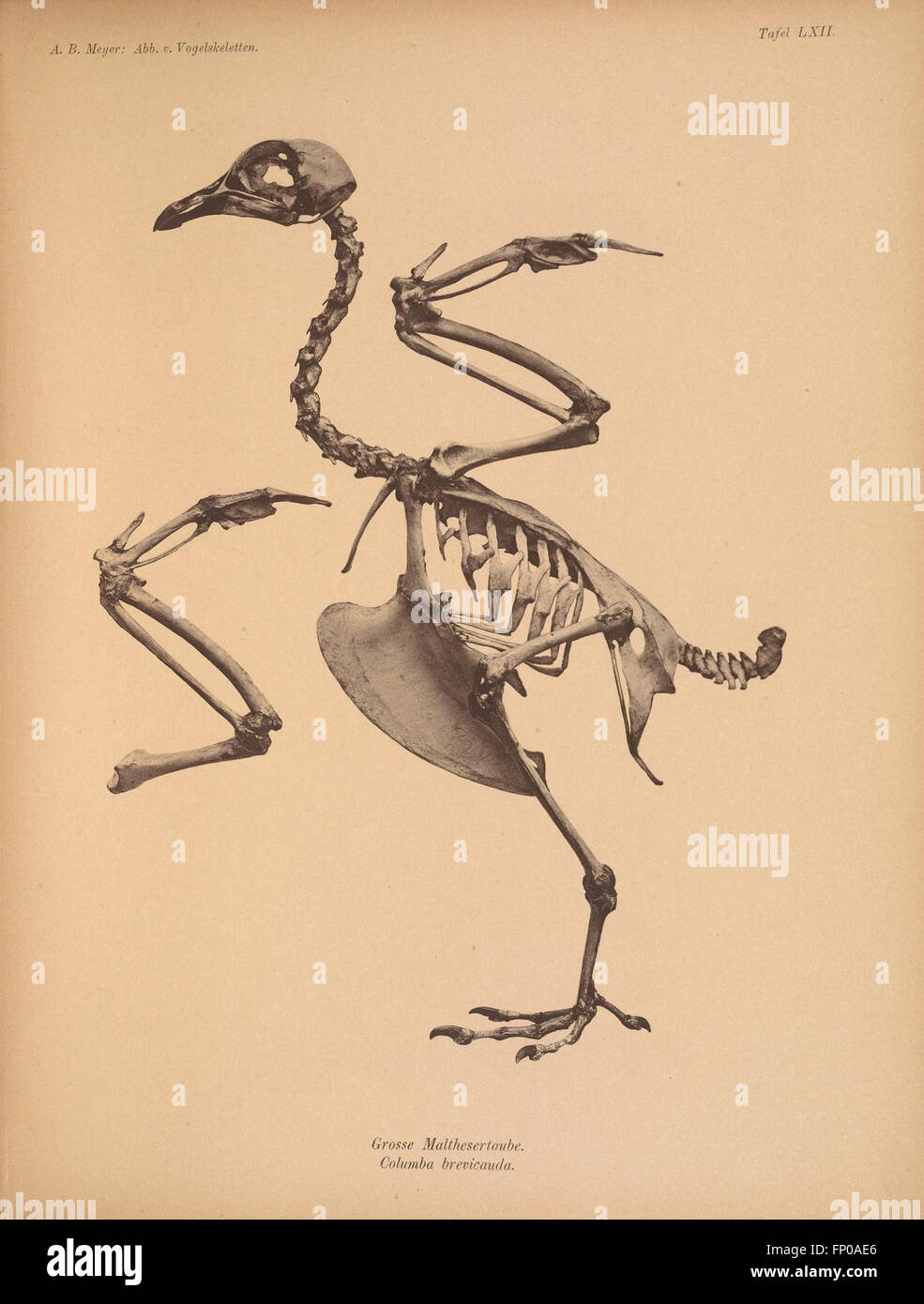 'Abbildungen von Vogel-Skeletten' (Plate LXII) contains detailed ...
