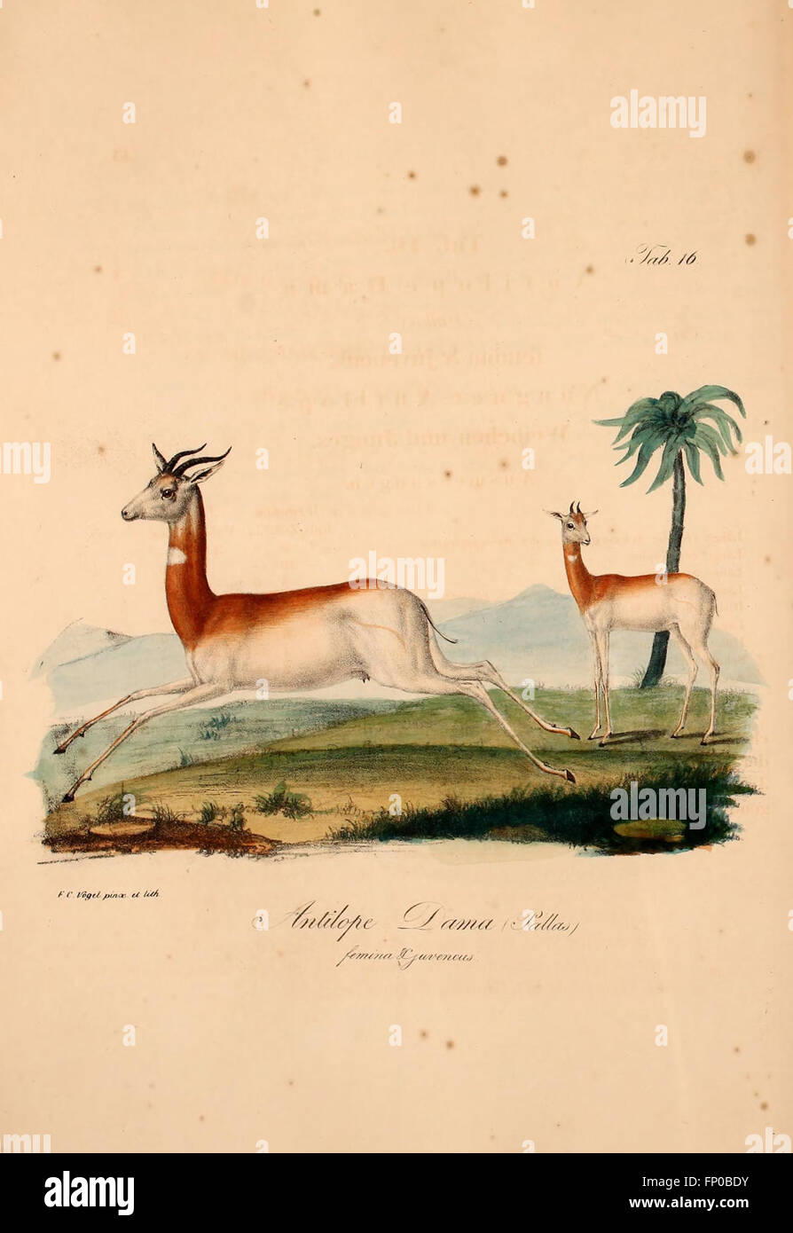 'Atlas zu der Reise im nördlichen Afrika' (Plate 16) is an atlas ...