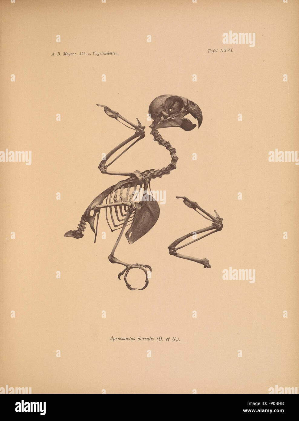 This work presents detailed illustrations of bird skeletons, focusing ...