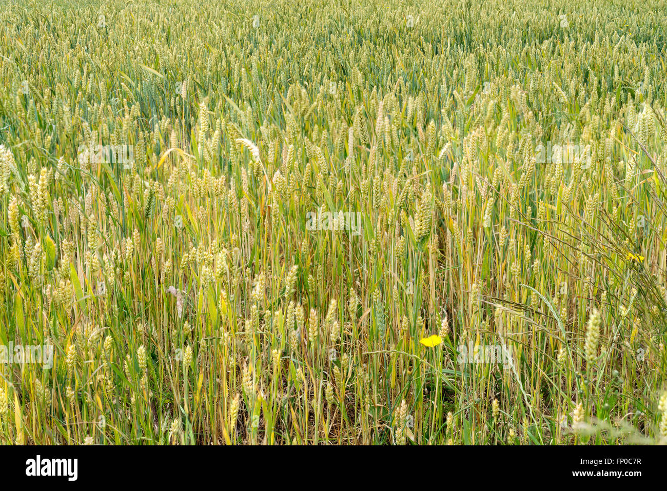 Background texture of hay Stock Photo - Alamy
