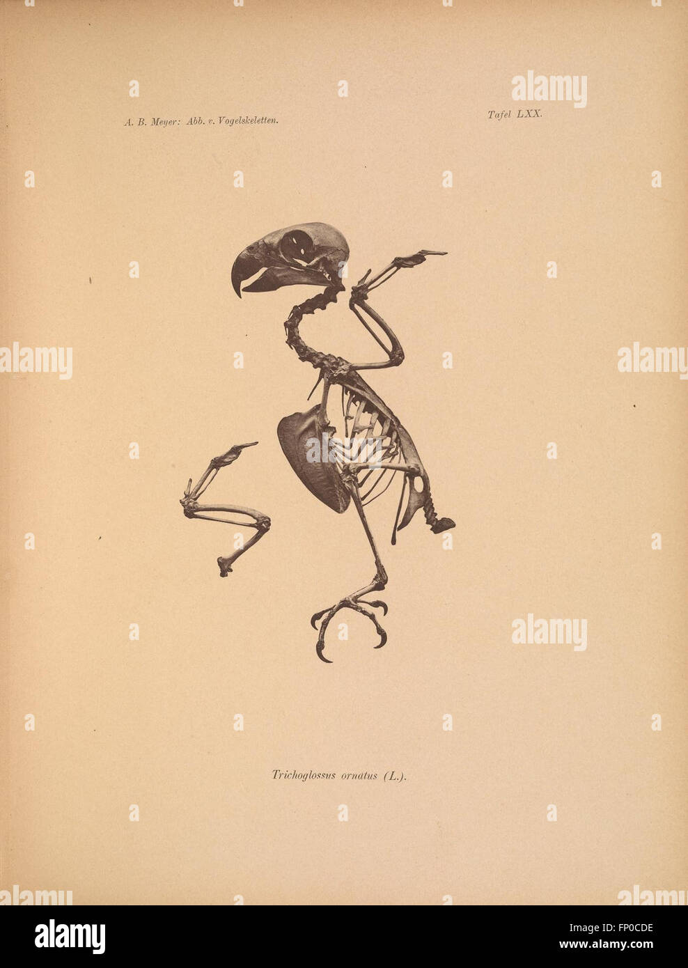 An illustration from a study of bird skeletons, focusing on the ...