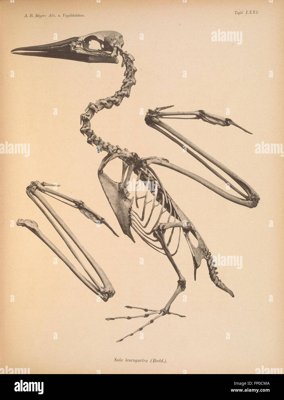 'Abbildungen von Vogel-Skeletten' features illustrations of bird ...